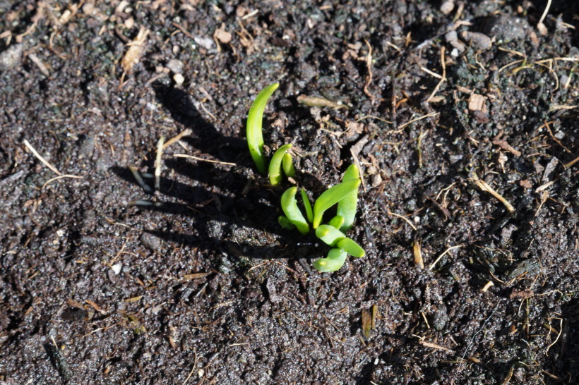 Moesbalkon: groei, groen en daslook - Maak het Vrolijk . nl
